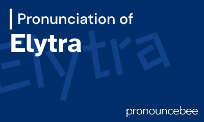 How To Pronounce Elytra - Correct pronunciation of Elytra